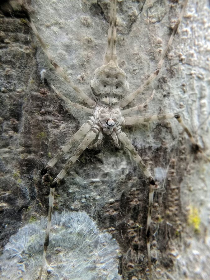 Insects in Nature Camouflage with Their Environment Stock Photo - Image ...