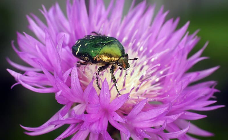 Insects, Nature, Natural, Macro Photographs Stock Photo - Image of ...