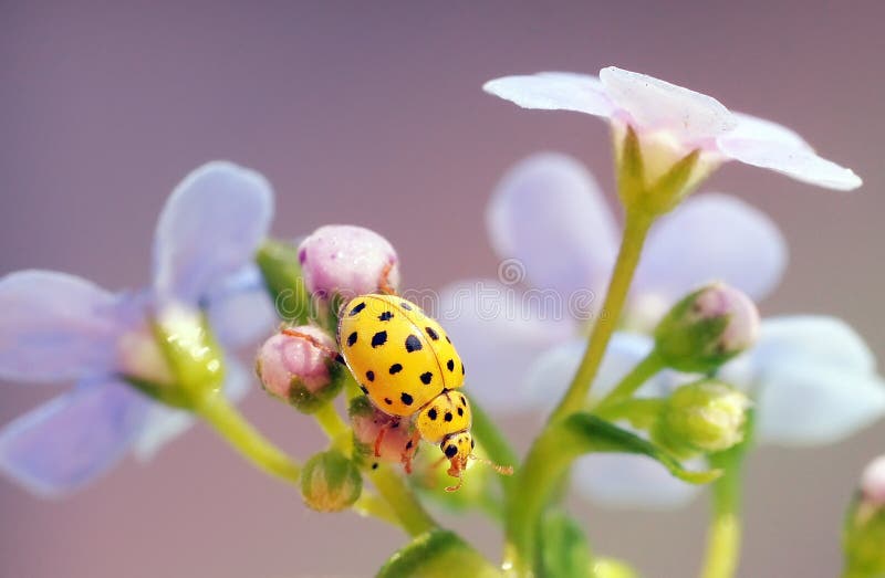 Insects in the nature stock image. Image of defense, antennae - 54266959