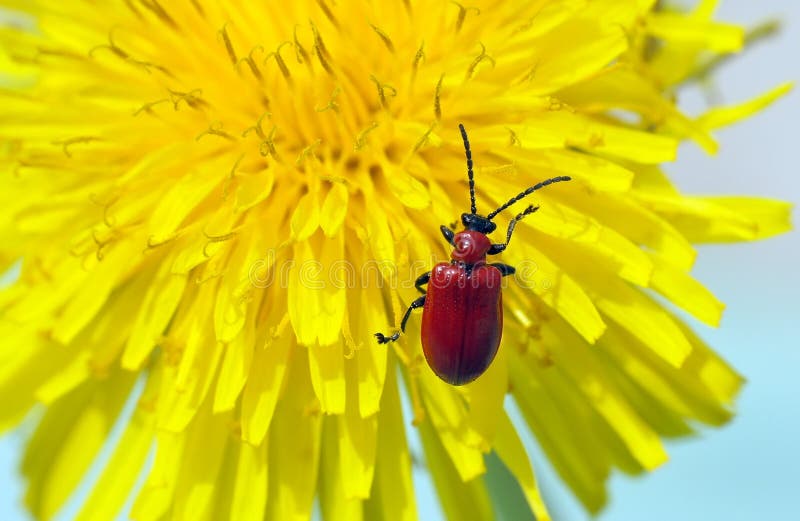 Insects in the nature stock photo. Image of carnivorous - 54266992