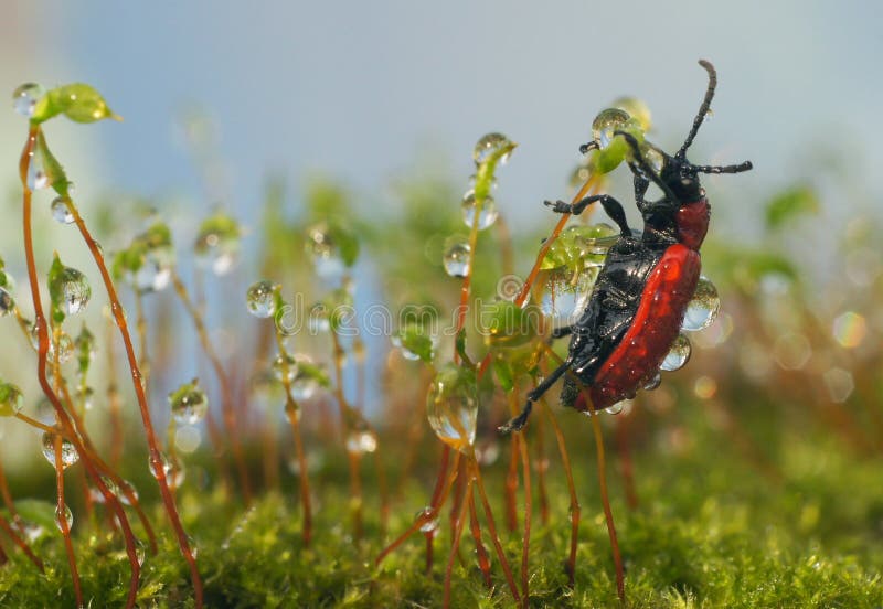 Insects in the nature stock photo. Image of insect, beetle - 54272676