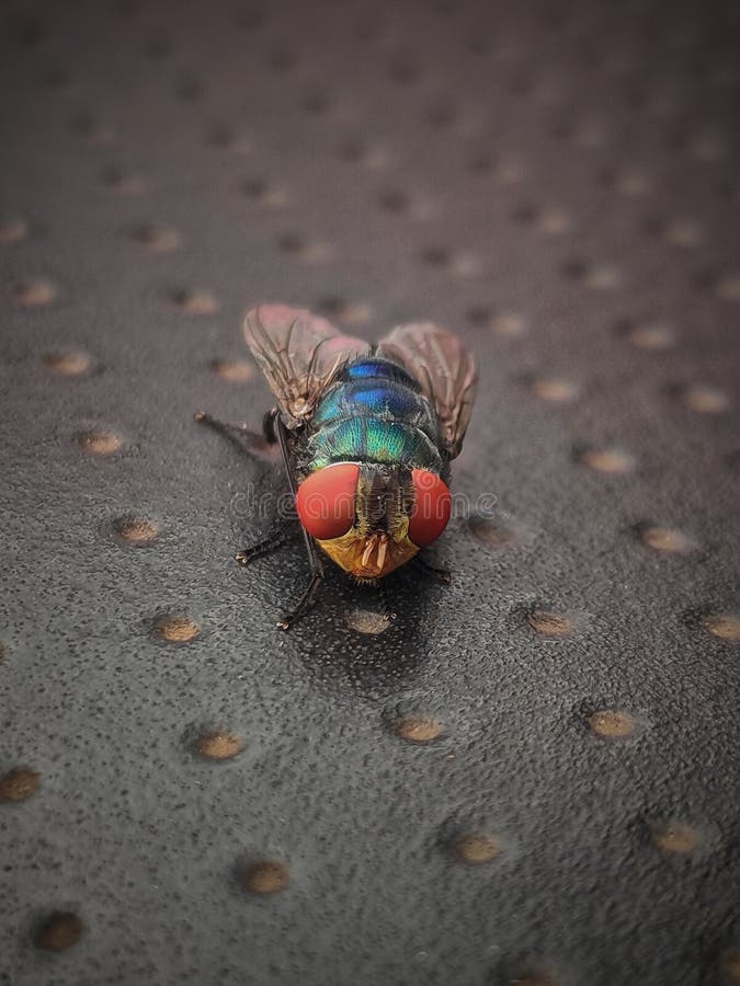 Insects,red and Blue Colour Stock Image - Image of insect, colour ...