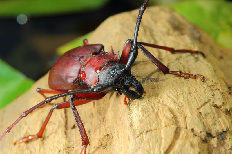 157 Ruficornis Stock Photos - Free & Royalty-Free Stock Photos from ...