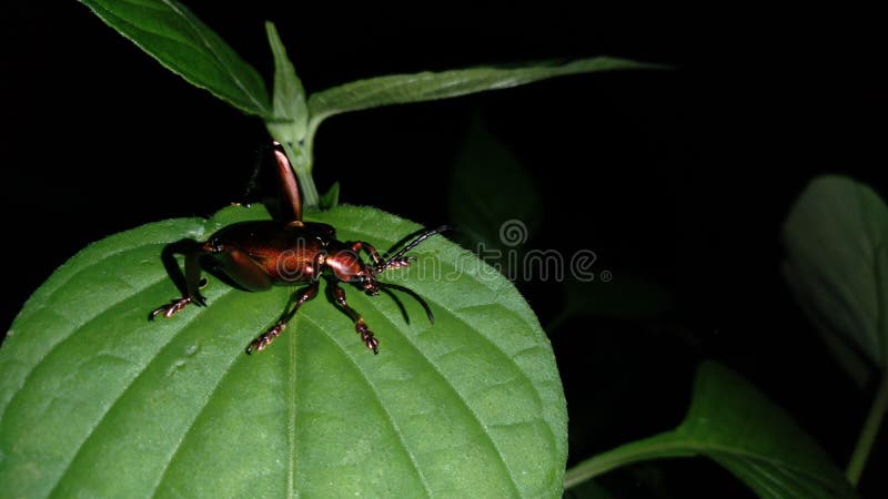 Insects at night stock image. Image of weevil, arthropod - 265535797