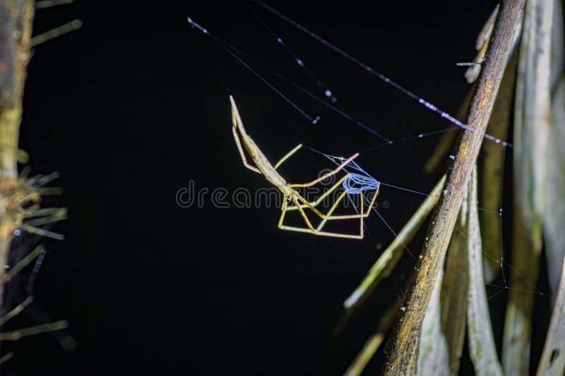 Insects at Night in Monteverde Cloud Forest (Costa Rica) Stock Image ...