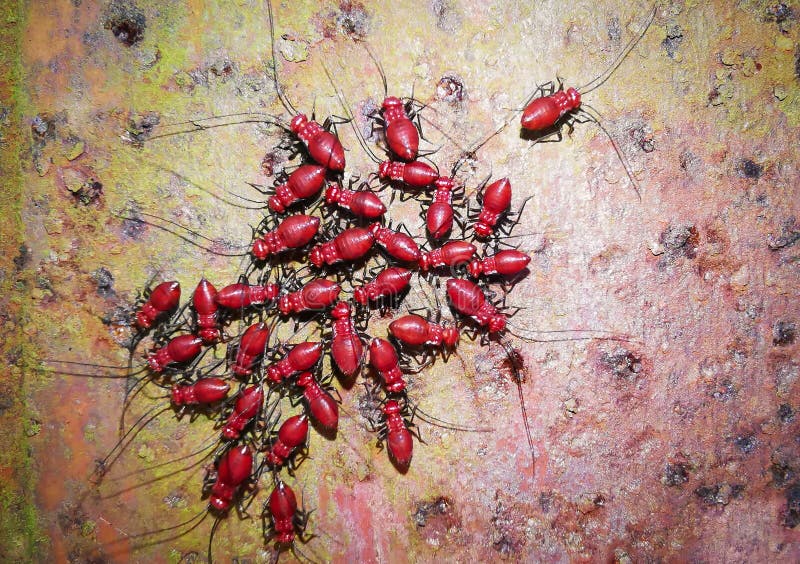 Insects and objects stock photo. Image of baby, objects - 200127012