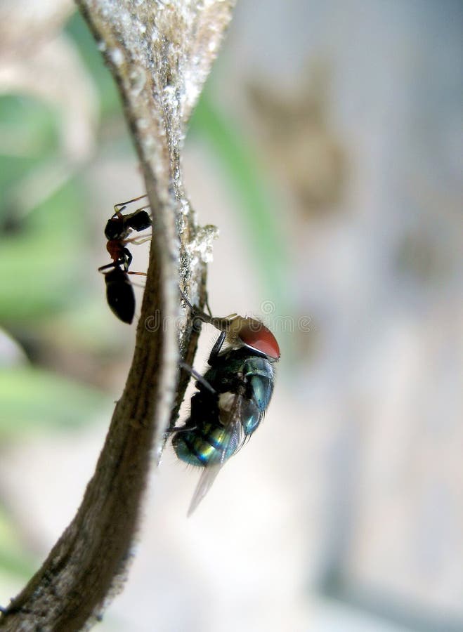 Insects in opposite side stock photo. Image of difficult - 47610810