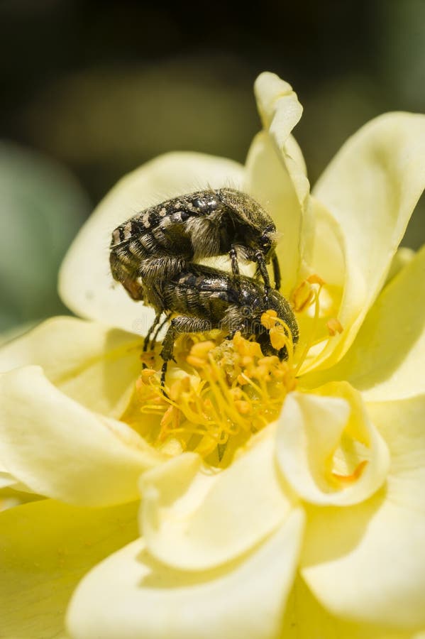 Insects and Ornamental Rose Stock Image - Image of beetle, decorative ...