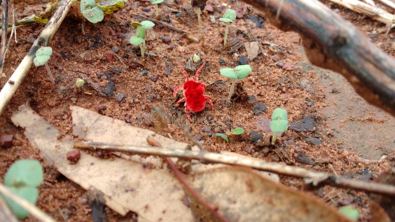 Insects outdoor stock photo. Image of insects, door, beautiful - 94294804