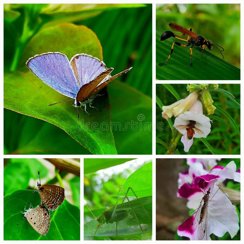 Different Types of Insects Collection Picture for Life Science Book ...