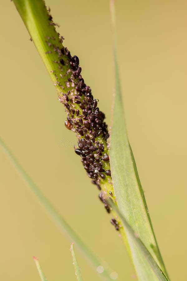 Insects Parasites of Aphids on Green Leaves Stock Photo - Image of bean ...