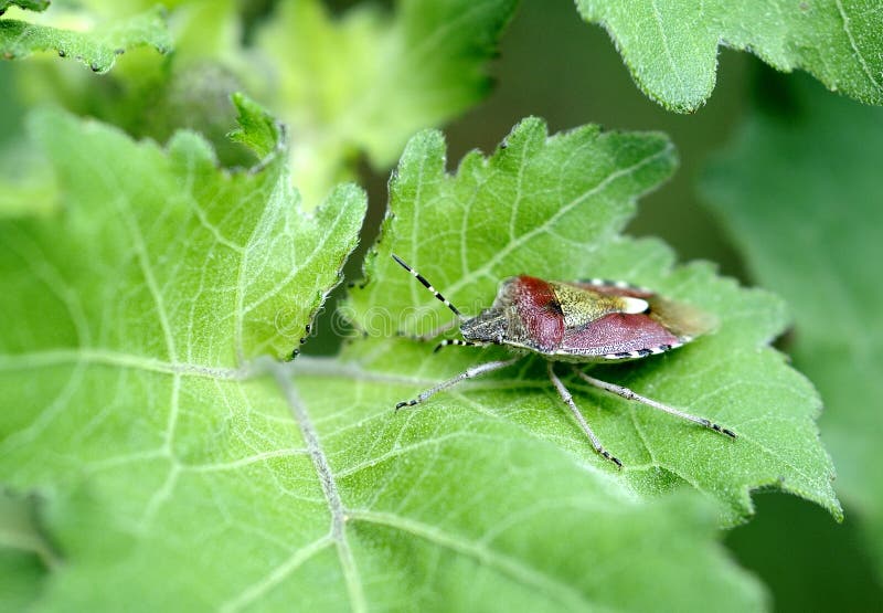 Insects, pentatomidae stock image. Image of grass, green - 9073229