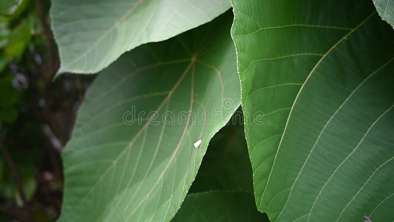Insects that Perch on Leaves and Flies Fly Over Leave Stock Footage ...