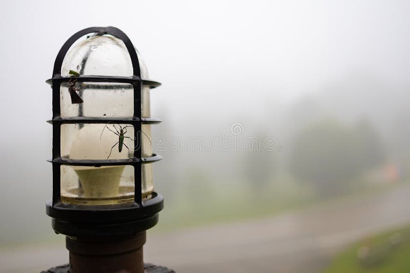 Insects Perch on the Light Bulb in the Morning Stock Photo - Image of ...