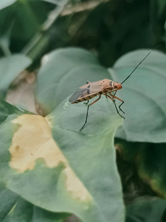 Insects Perch on Ornamental Plants so Cute Stock Photo - Image of ...
