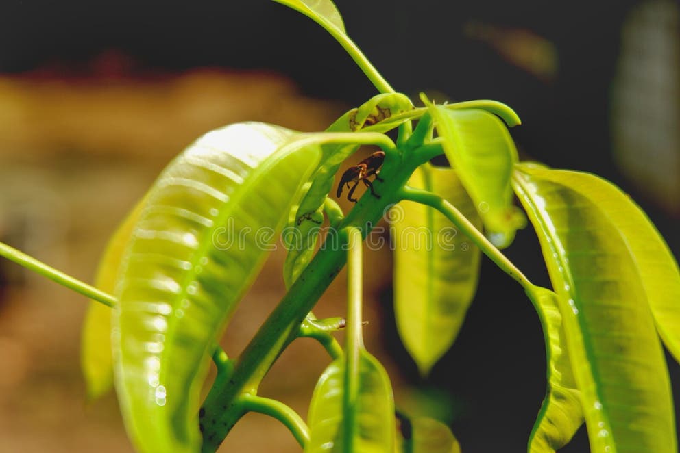 Insects Perched on Mango Tree Branches Stock Photo - Image of perched ...