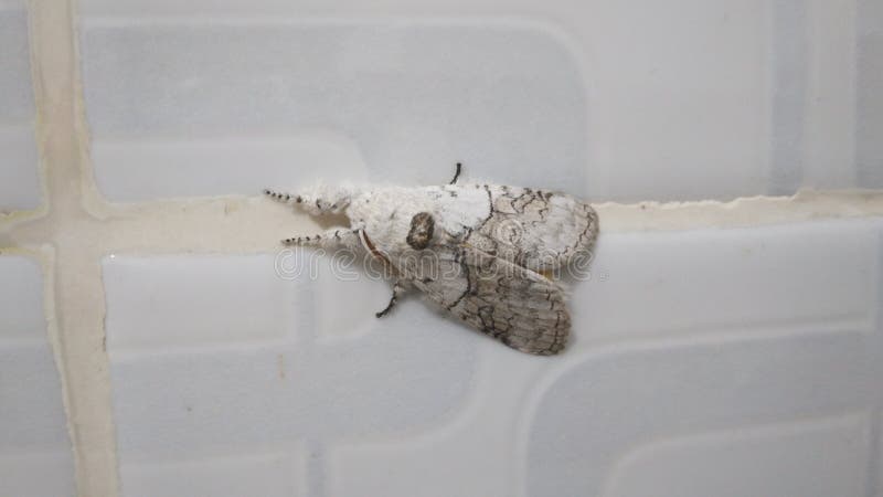 Insects Perched on the Wall Stock Image - Image of leaf, invertebrate ...