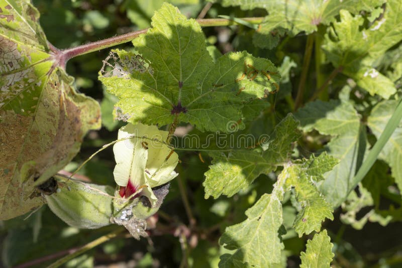 Insects and Pests Damages the Okra Crop in the Field Stock Photo ...