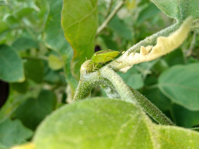 Insects on Plant Branches are Laying Eggs Stock Image - Image of eggs ...