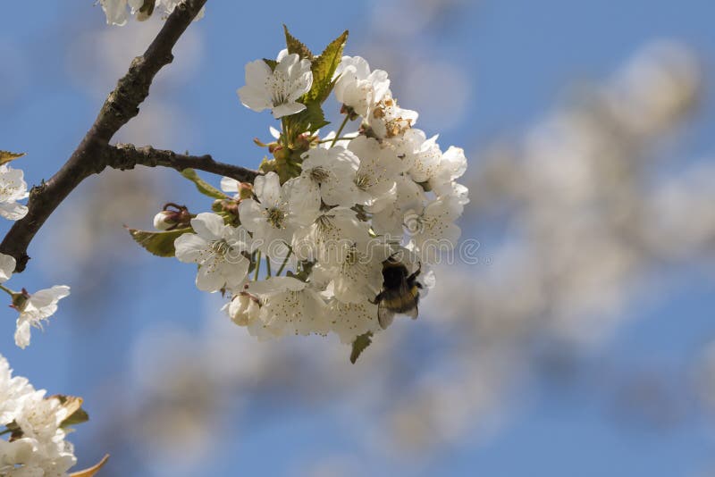 Insects that Pollinate a Cherry Tree in Bloom in Spring Stock Image ...