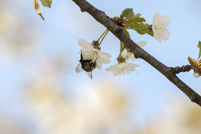 Insects that Pollinate a Cherry Tree in Bloom in Spring Stock Photo ...