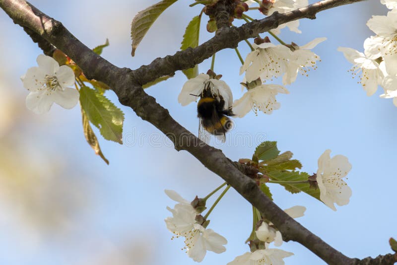 Insects That Pollinate A Cherry Tree In Bloom In Spring Stock Image ...