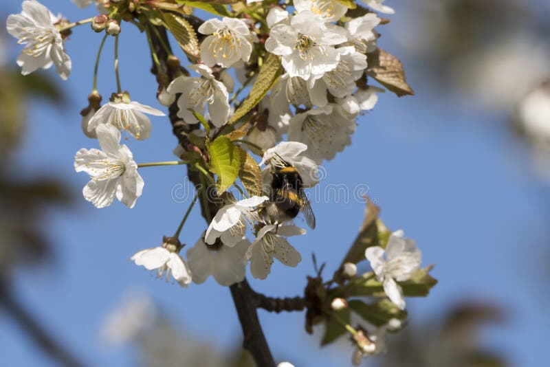 Insects that Pollinate a Cherry Tree in Bloom in Spring Stock Photo ...