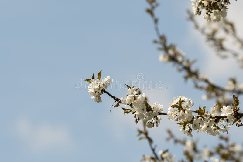 Insects that Pollinate a Cherry Tree in Bloom in Spring Stock Photo ...