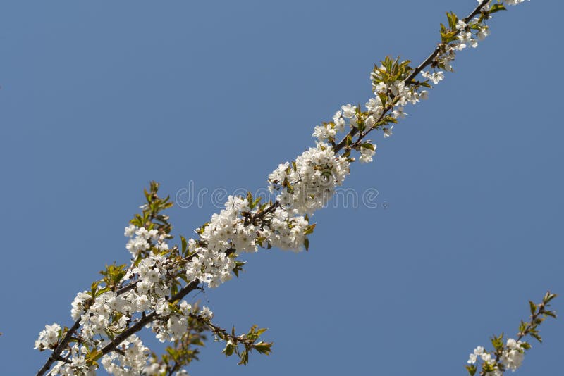 Insects that Pollinate a Cherry Tree in Bloom in Spring Stock Photo ...