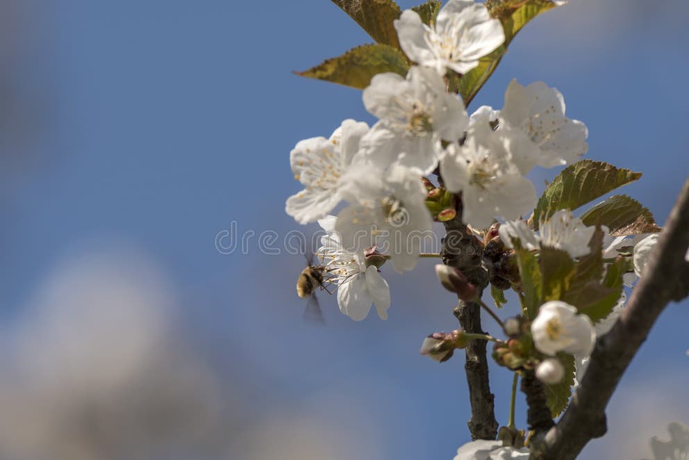 Insects that Pollinate a Cherry Tree in Bloom in Spring Stock Photo ...