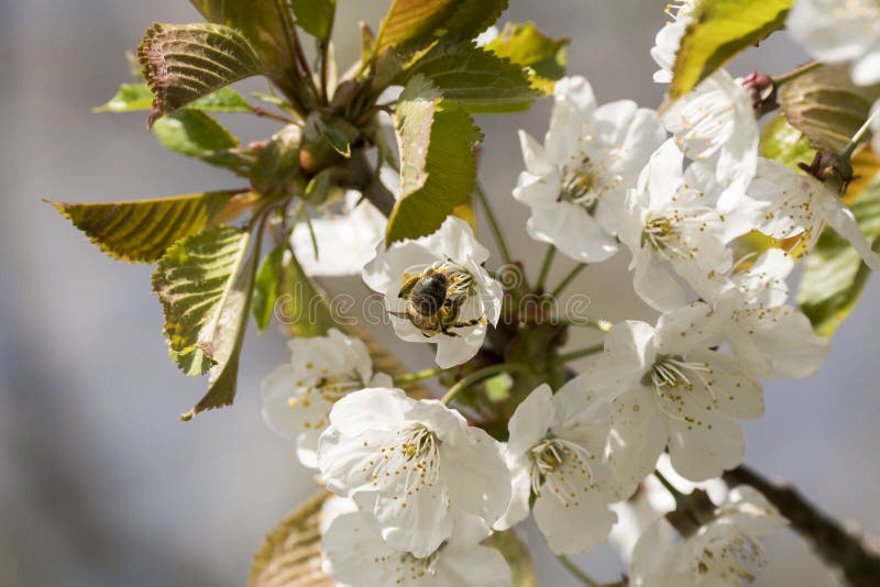 Insects that Pollinate a Cherry Tree in Bloom in Spring Stock Photo ...
