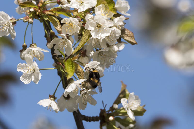 Insects that Pollinate a Cherry Tree in Bloom in Spring Stock Photo ...