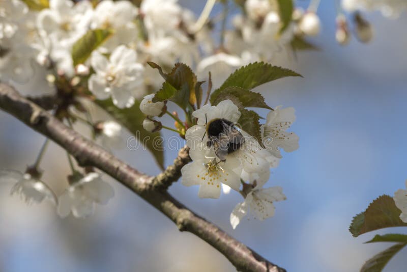 Insects that Pollinate a Cherry Tree in Bloom in Spring Stock Photo ...