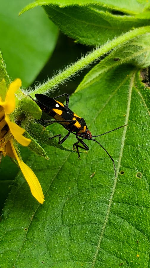 Insects Pollinate To Give Food Stock Photo - Image of pollinators, food ...