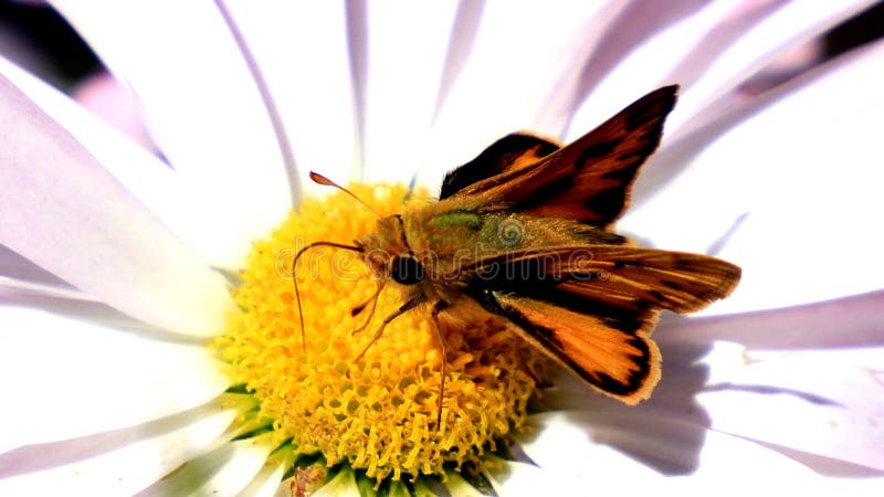 Insects pollinating flower stock image. Image of feeding - 205480471