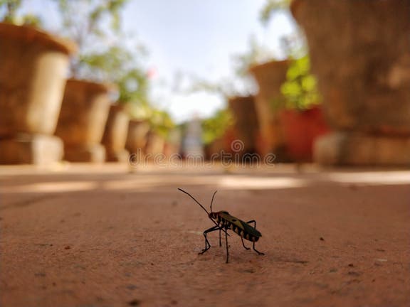 Insects POV stock image. Image of pointofview, pots - 110756435