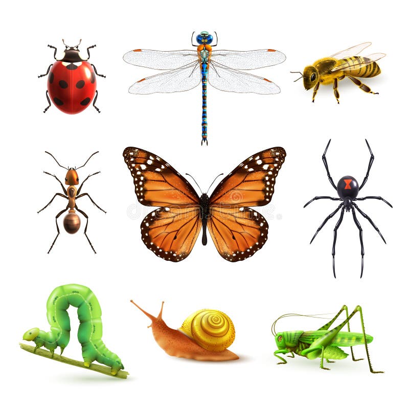 Insects Icons Set stock vector. Illustration of life - 66197083