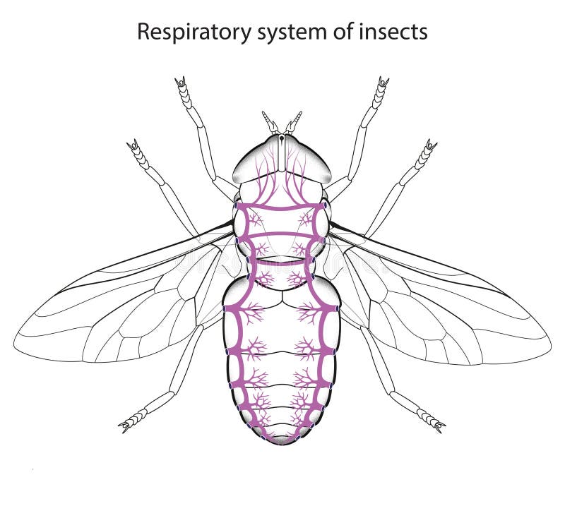 Respiratory System of Insects Stock Illustration - Illustration of ...