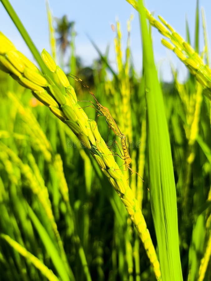 Insects are among the Rice, the Beauty of Rice Field Insects Stock ...