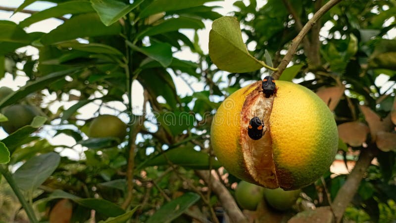 Insects on Ripe Citrus Fruit Stock Photo - Image of fruit, architecture ...