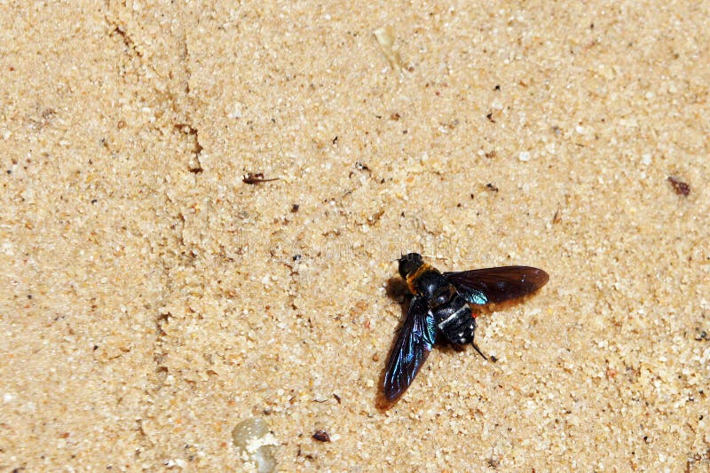 Insects on sand stock photo. Image of species, insect - 26557204