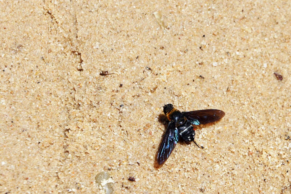 Insects on sand stock photo. Image of species, insect - 26557204