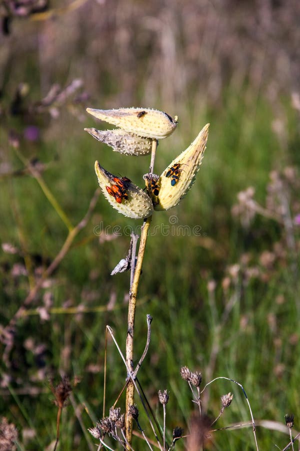 Insects on Seed Pods stock image. Image of virginia, stems - 27428047