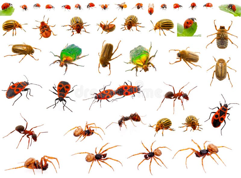 Assorted Insects Isolated on White Stock Image - Image of isolated ...