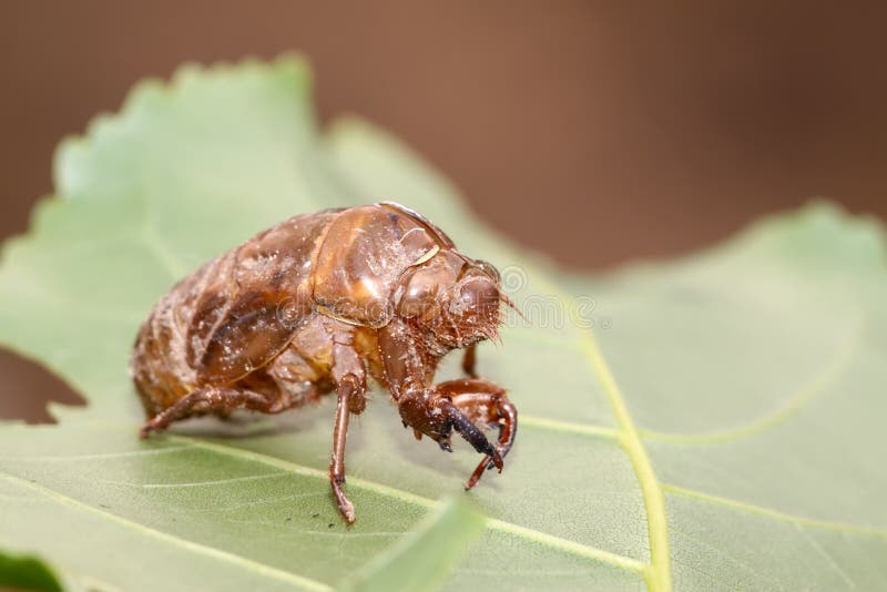 Insects shell stock photo. Image of skin, range, details - 22742994