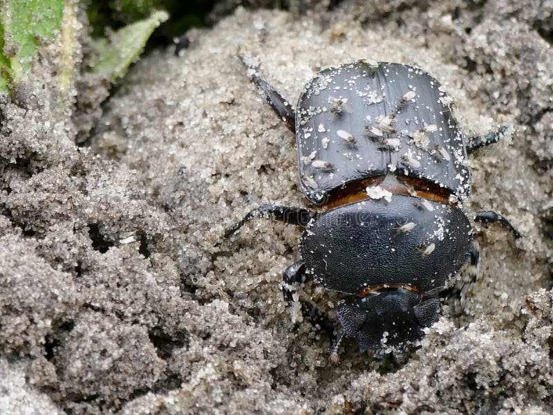Dung Beetle Sand Rolling Female Stock Photo - Image of shell, dung ...