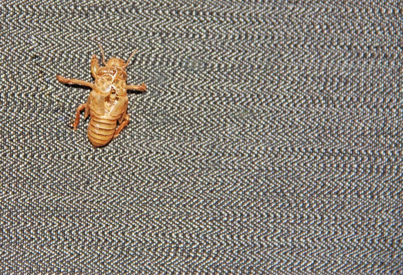 Insects shell stock photo. Image of vivid, features, still - 50374862