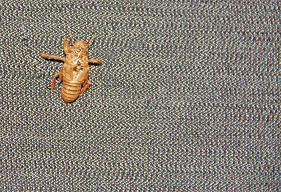 Insects shell stock photo. Image of vivid, features, still - 50374862