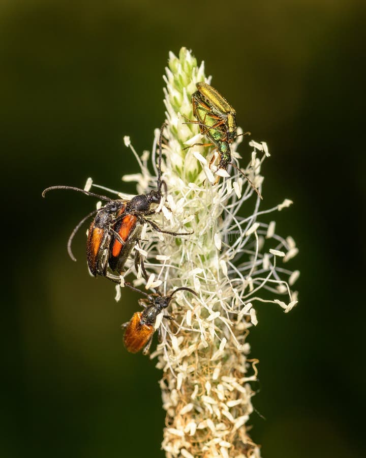 Small beetles on a flower stock image. Image of beauty - 187738269