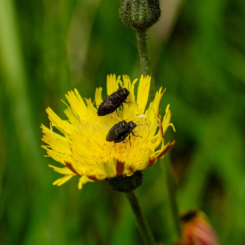 Insects Sit on a Flower Close-up Stock Photo - Image of reproduction ...